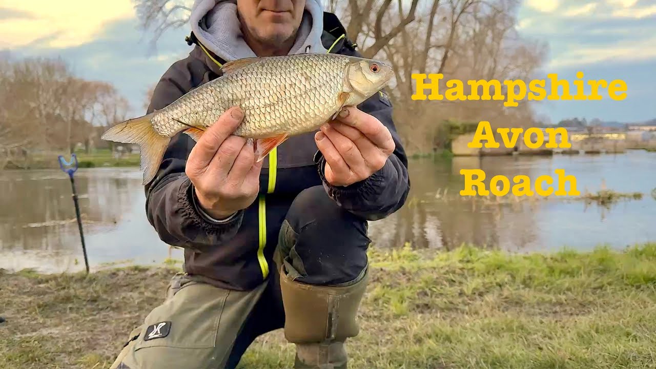 Hampshire Avon Roach - YouTube