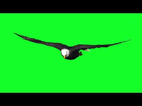 Kartal Uçuşu Green Screen | Eagle Flying Overlay #greenscreen #uçuşefekti #overlay