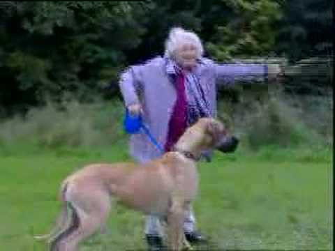 old lady gets pulled away by big dog
