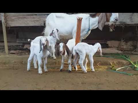LUCU... || KAMBING BERANAK 4 SEDANG BEREBUT SUSU