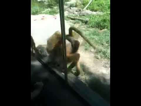 Red butt monkey with an itchy BUTT - YouTube