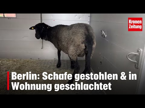 laute Schreie in Berlin: Schafe in Wohnung geschlachtet | krone.tv NEWS