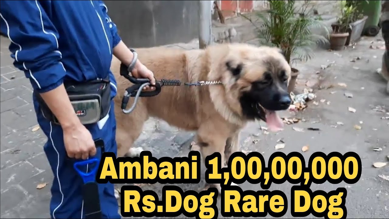 Mukesh Ambani Rs. 1,00,00,000 Dog Very Rare Dog In India #Ambani - YouTube