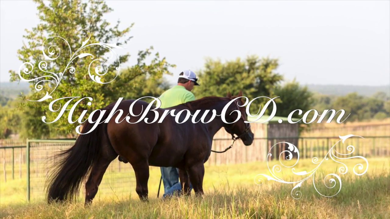 High Brow CD Moves To Brazos Vallery Stallion Station - YouTube