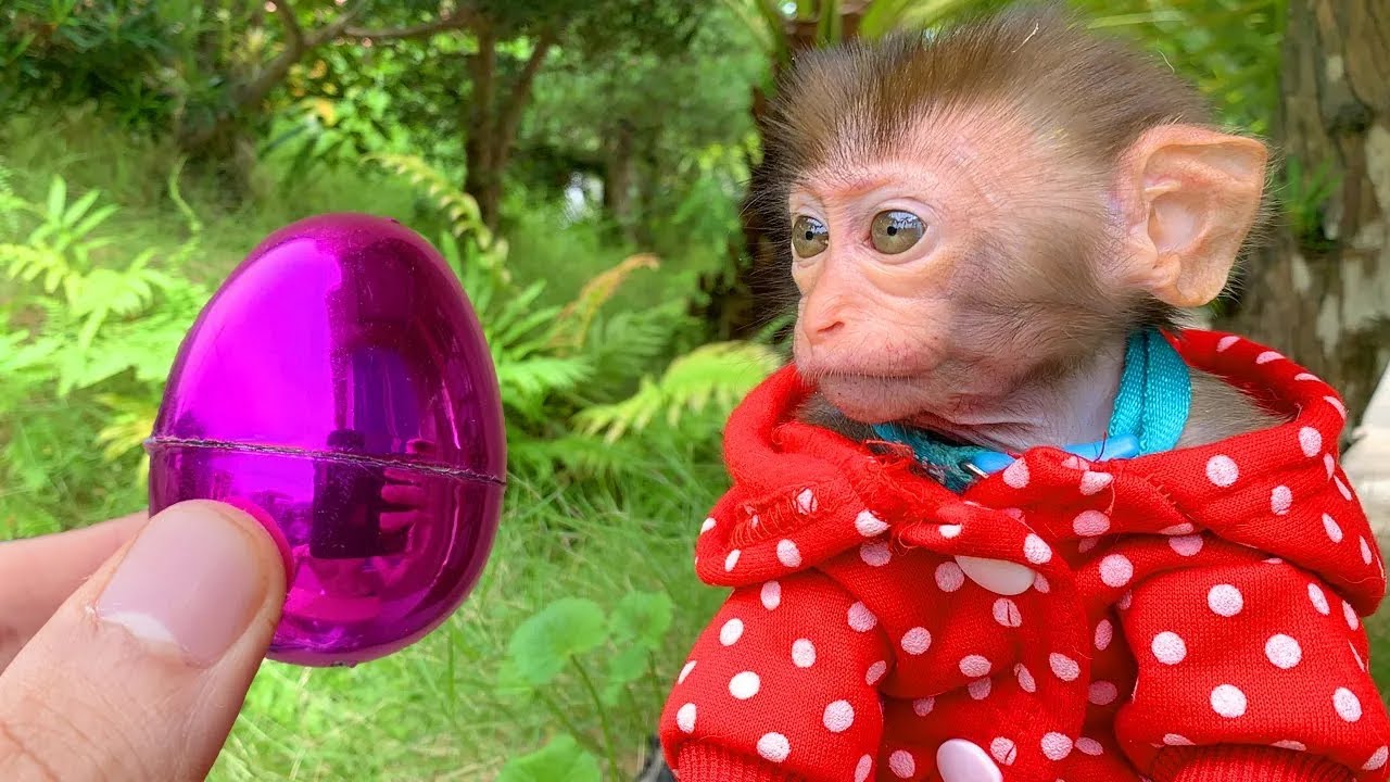 Monkey Baby Bo Bo finds surprise eggs in the garden and eats with the ...