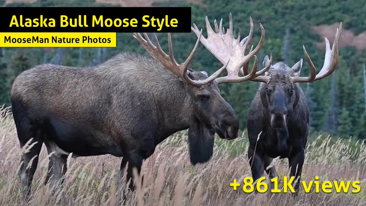 Alaska Bull Moose Style The Art of Sparring - YouTube