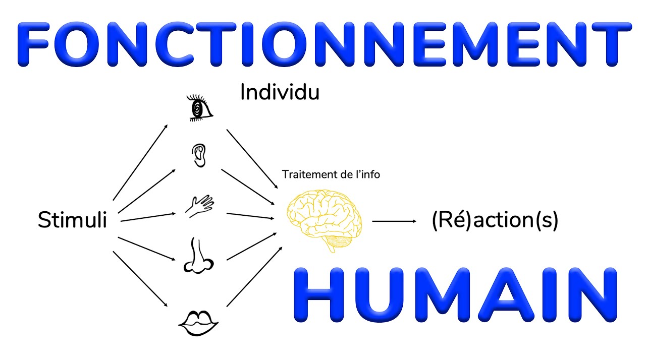 ONCTIONNEMENT HUMAIN - MIEUX COMPRENDRE LES INTERACTIONS HUMAINES - LA ...