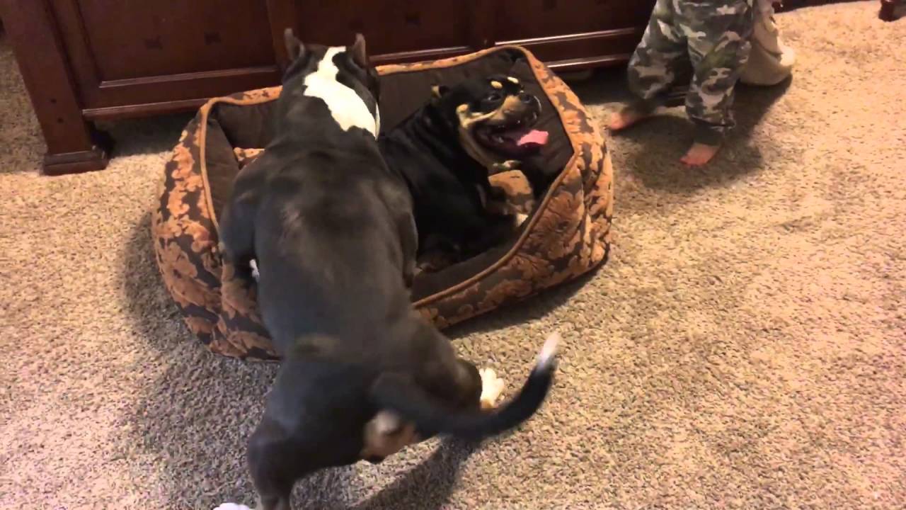 Beastro returns from Missouri - YouTube