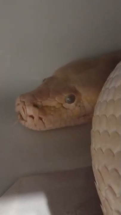hissing loud Burmese python - YouTube