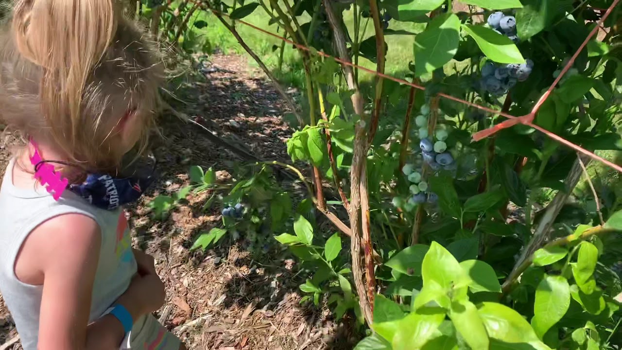 Tougas Family Farm Blueberry picking - YouTube