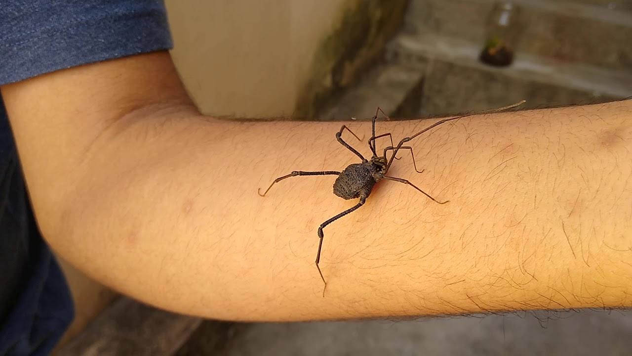 Opilião - Conhecido popularmente como Aranha Alho - YouTube