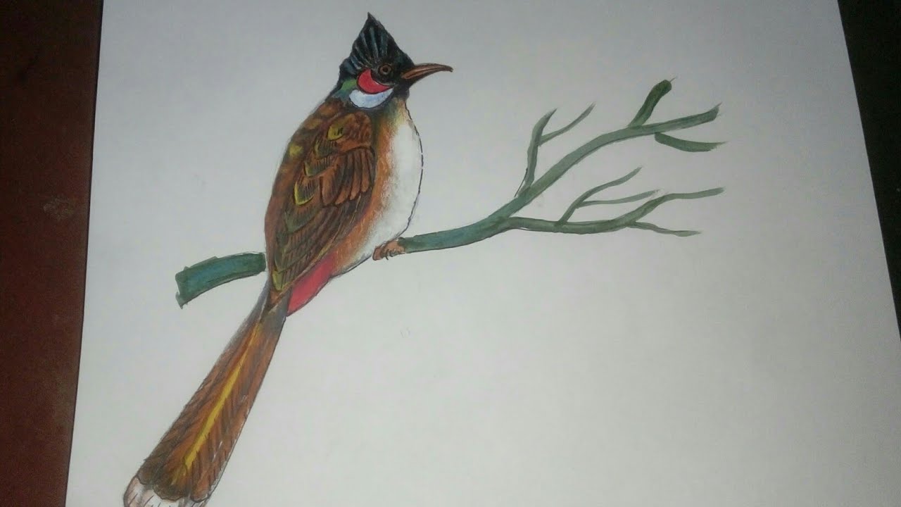 Bird drawing || Bulbul || how to draw a Bulbul bird| - YouTube