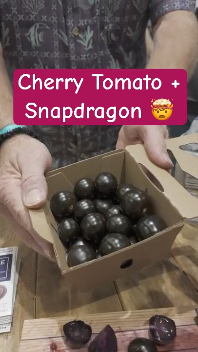 A Snapdragon and a Cherry Tomato Had a Baby! 🪴 - YouTube