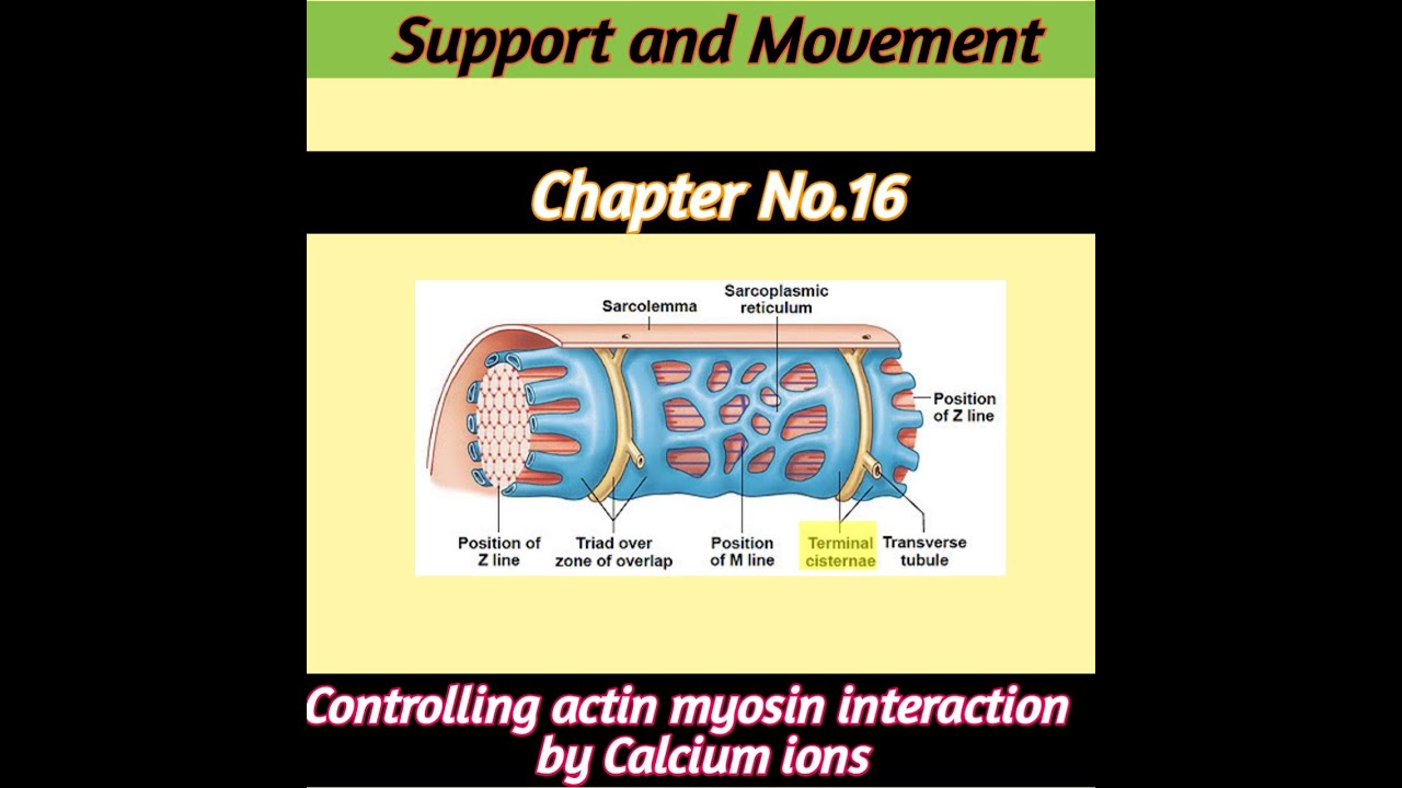 Class 2nd year (Chapter No.16) Lecture No.18. Controlling actin myosin ...