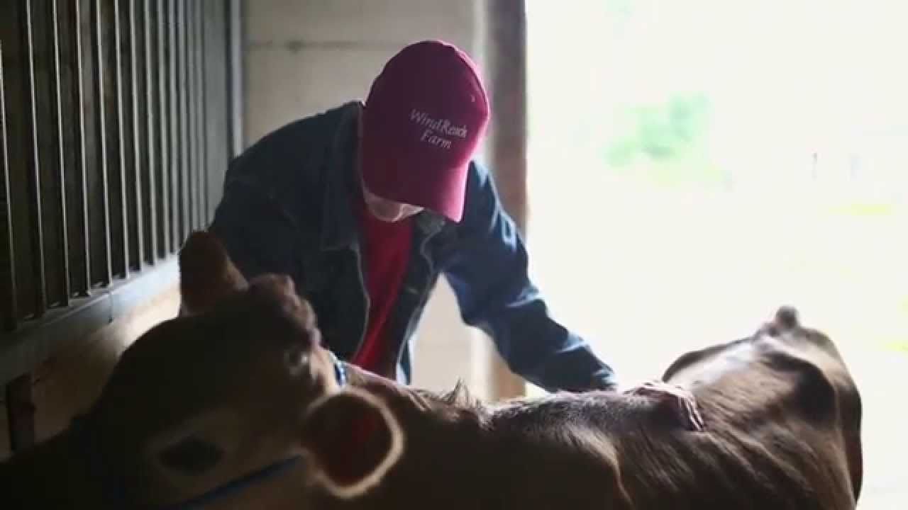 WindReach Farm - Annabelle - YouTube