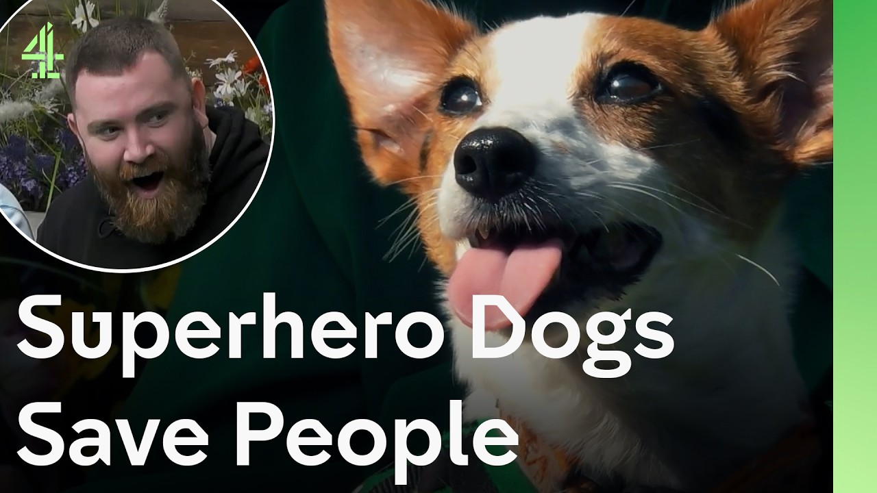 Superhero dogs save people | The Dog House 🐶 | Compilation - YouTube