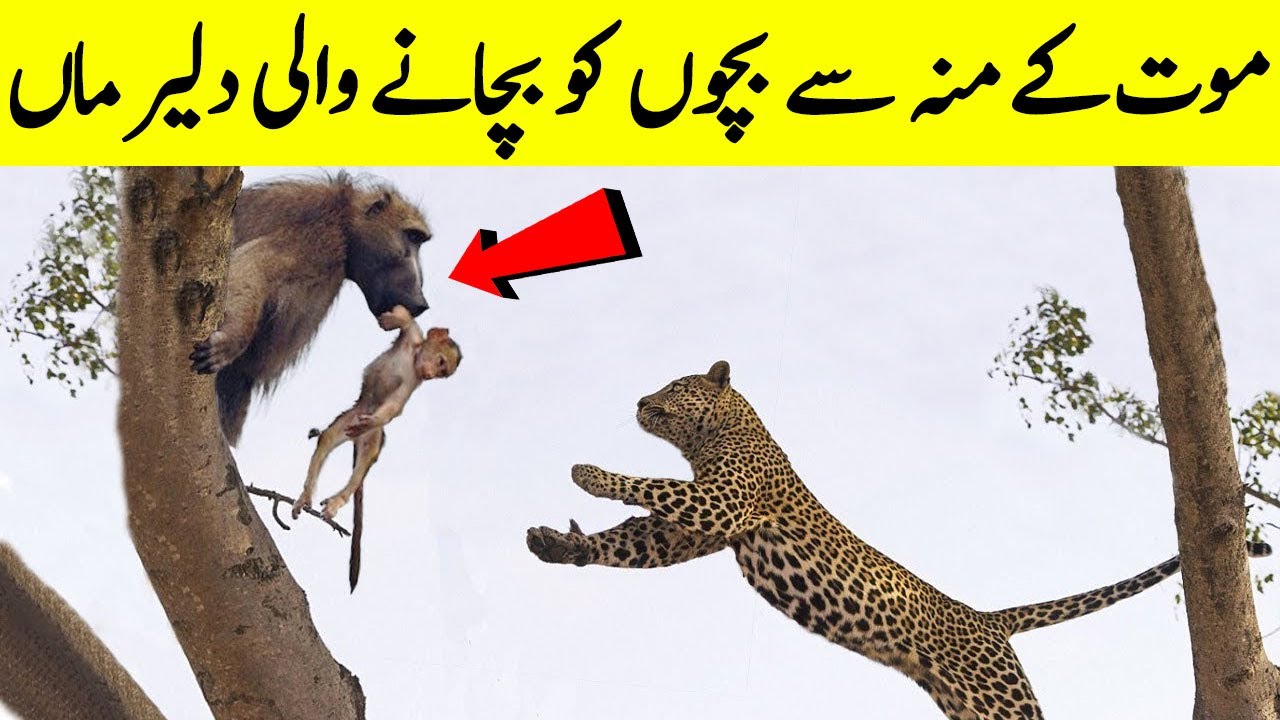 Animal Moms Protecting Their Babies | Animal Compilation 2020 | Studio ...