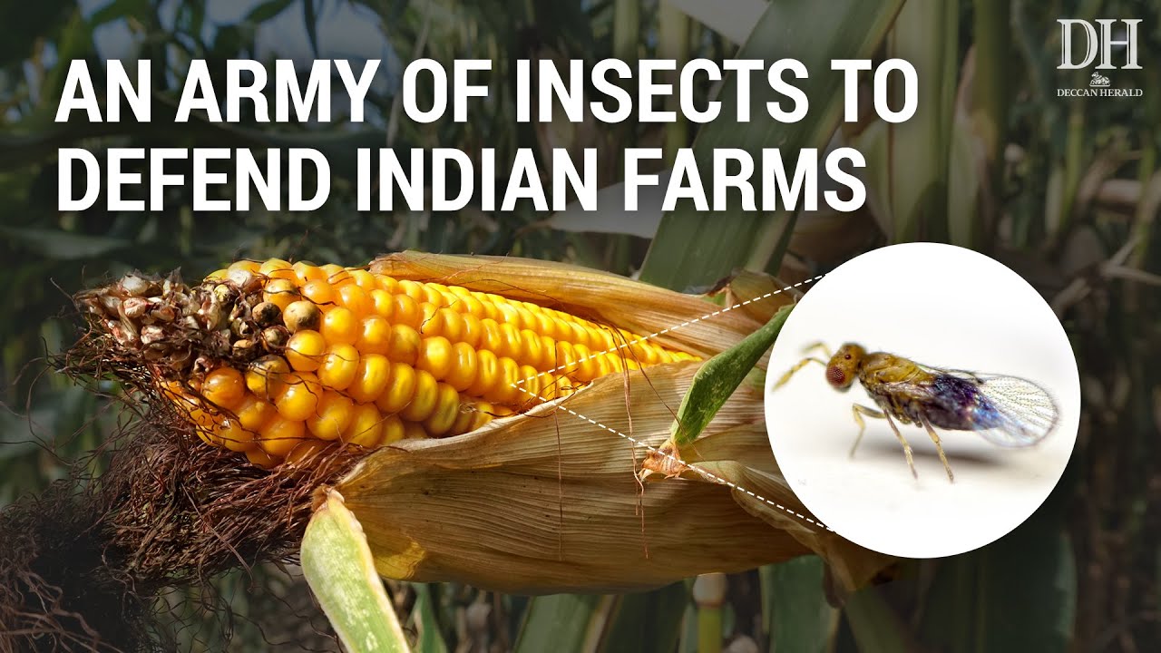 This Indian institute is fighting farm pests with friendly insects ...