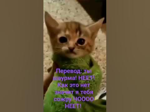 Кот шаурма - YouTube