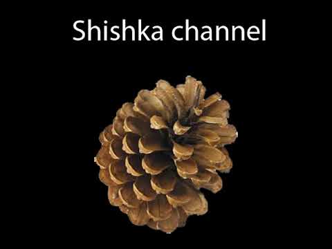 shishka