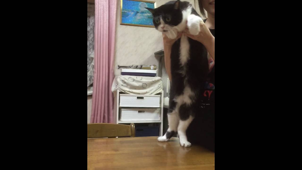 Lean On cat - YouTube