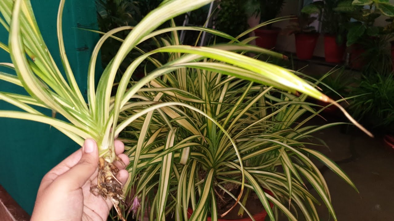 Propagation of Pendanus || How to Divide Pendanus Plant || Fun ...