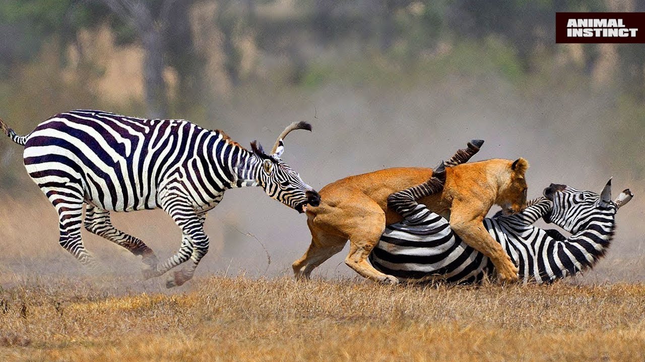 This is why the Zebra is the most Dangerous animal in Africa. - YouTube