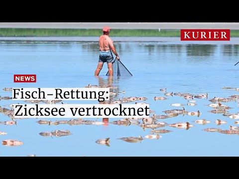 Seewinkel: Massen-Abfischen weil Zicksee austrocknet