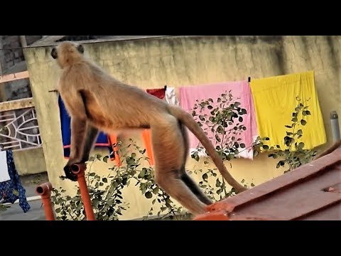 Monkey Doing Push ups - YouTube