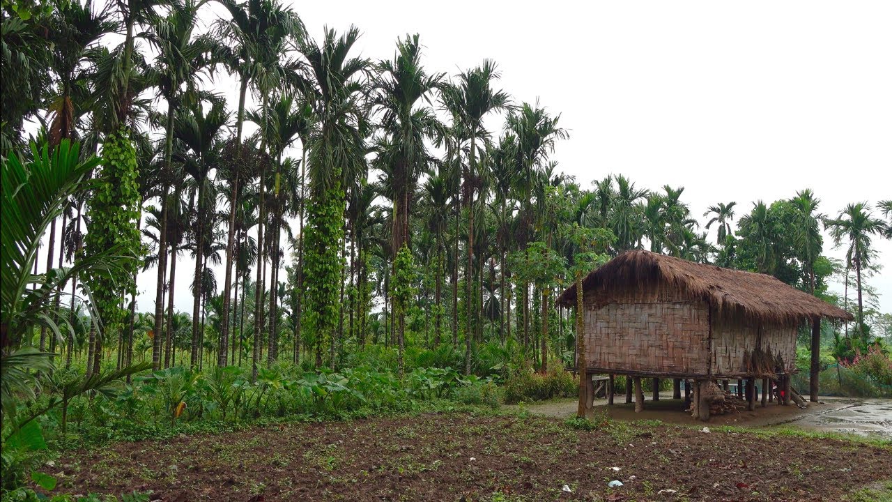 Beautiful villages of Dharikati and Tarajan near Nameri National Park ...
