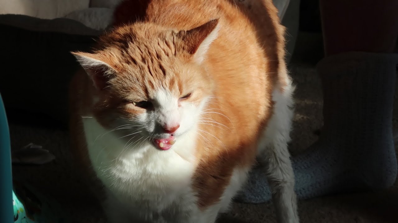Cat's Little Meows - YouTube