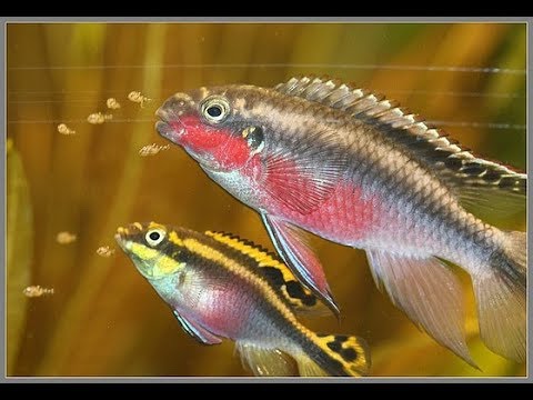 HOW TO BREED FISH (KRIBENSIS) CHEAP, EASY, COLORFUL - YouTube