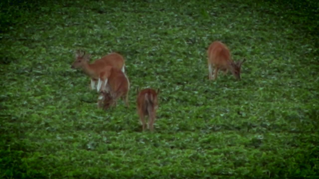 Summer deer footage July 2016 - YouTube