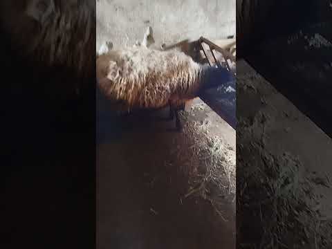 Qoyunum doğub #kuzu #sheep #animals  #keşfet #qoyun #koyun #shorts