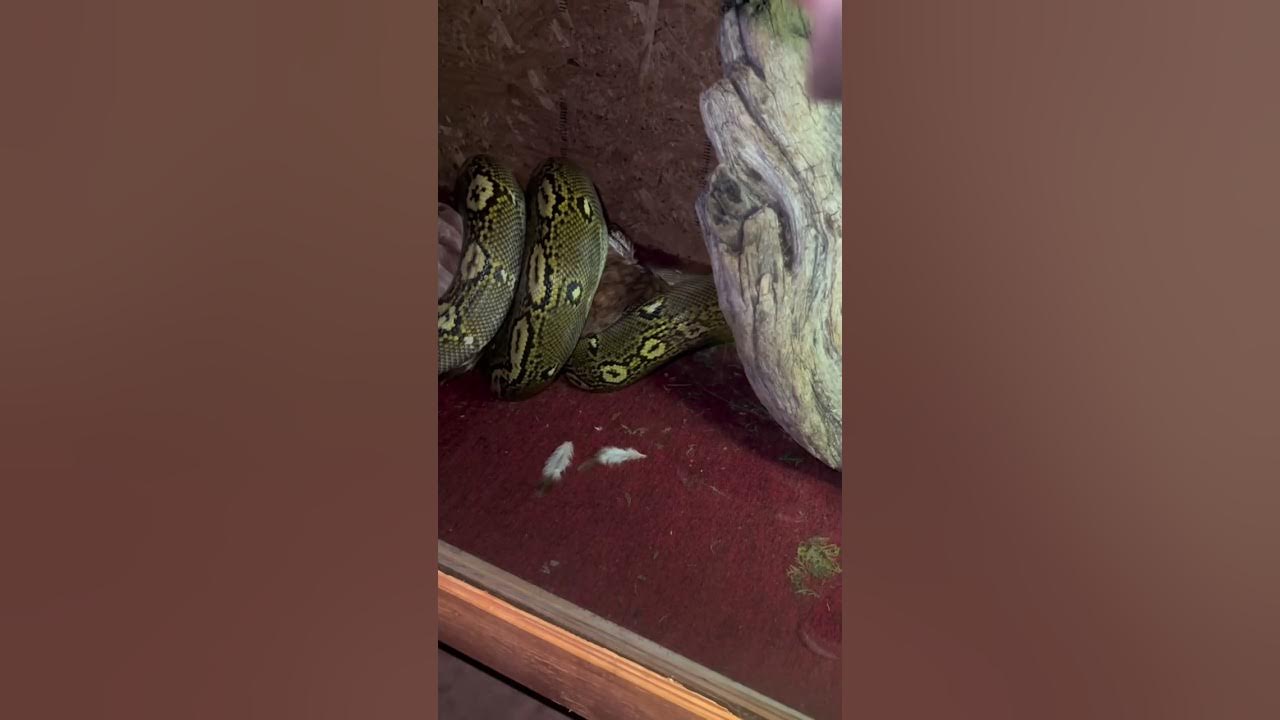 8 Foot Long Reticulated Python Eating A Huge Chicken 😱….MustWatch ...