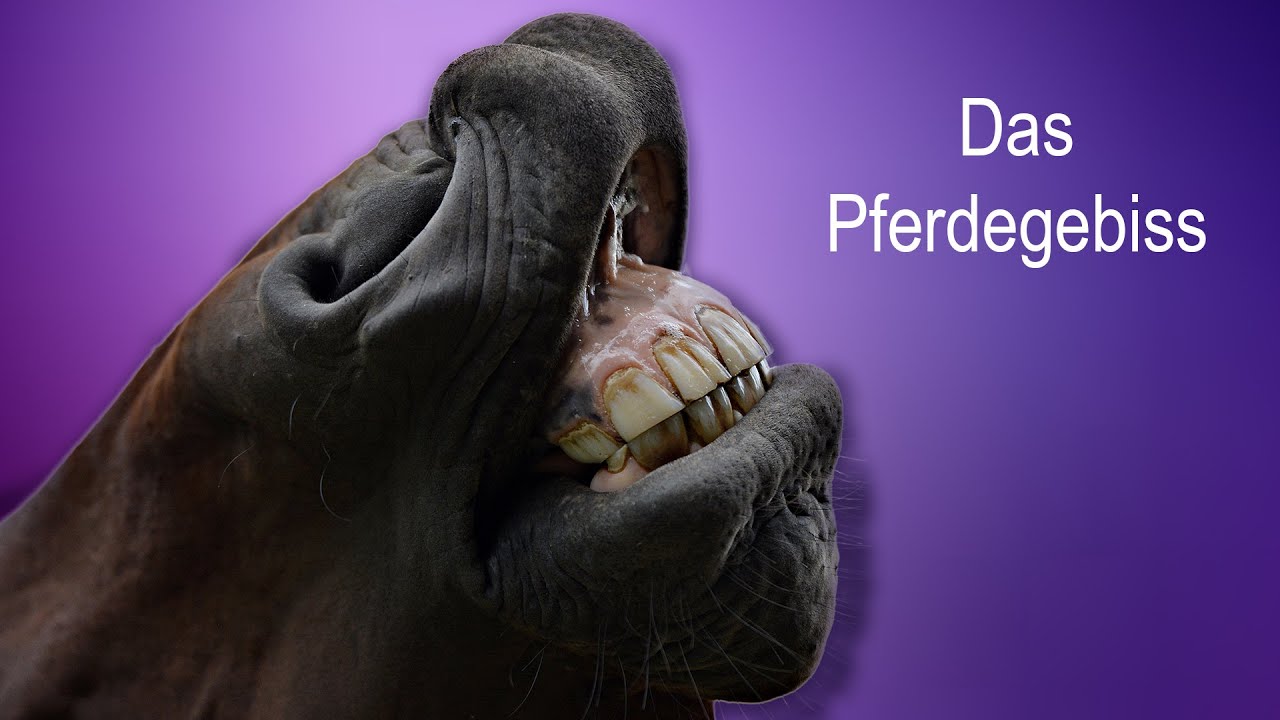 Das Pferdegebiss - worauf muss ich achten? - YouTube