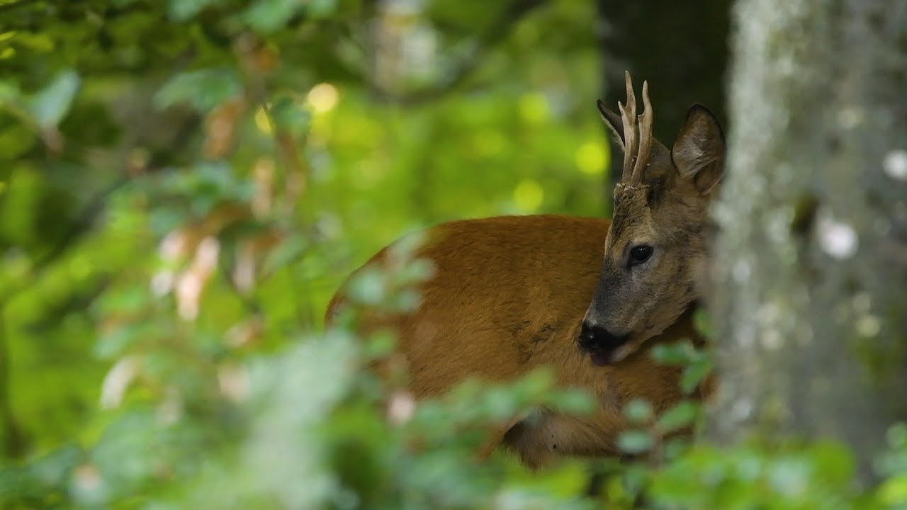 Early Morning Wildlife Photography - YouTube