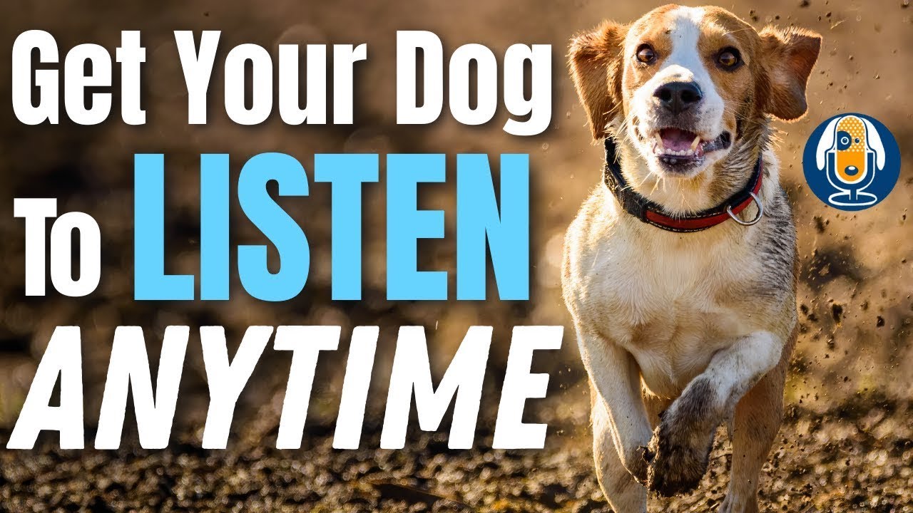 Teach Your Dog To Listen No Matter What… Even If You Think They Are ...
