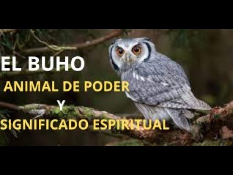 Significado Espiritual del Búho - YouTube
