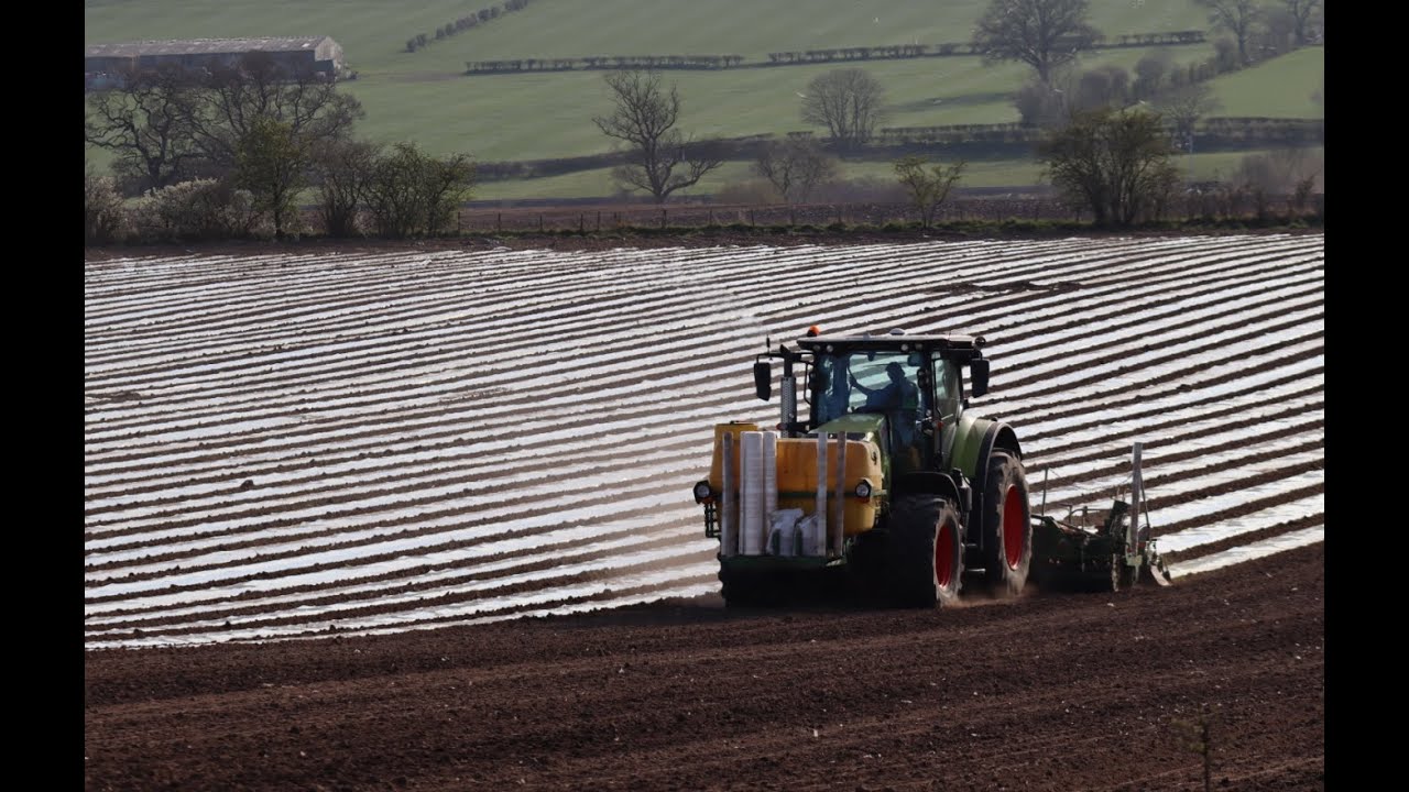 Planting maize 2021 with a Claas Axion 800 and samco planter. - YouTube