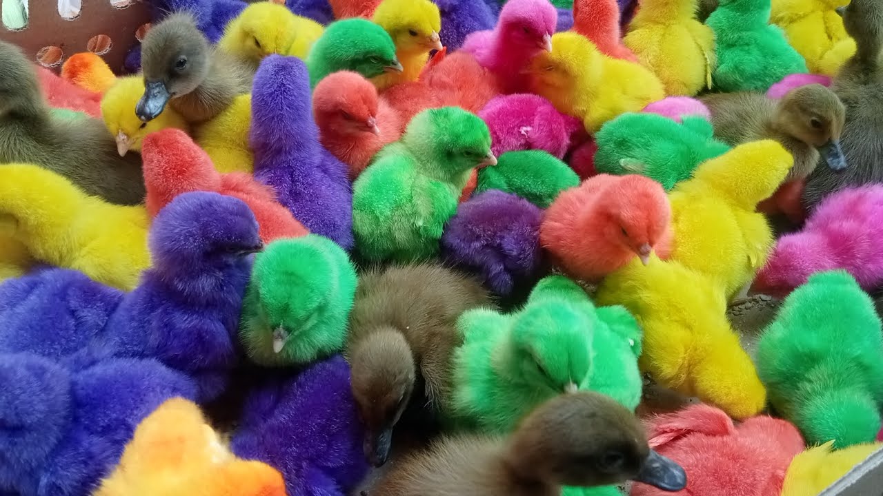 WoowW.. So cute ! little ducks are playing together ( part 76 ) 🦆🐣🦆🐣🐣 ...