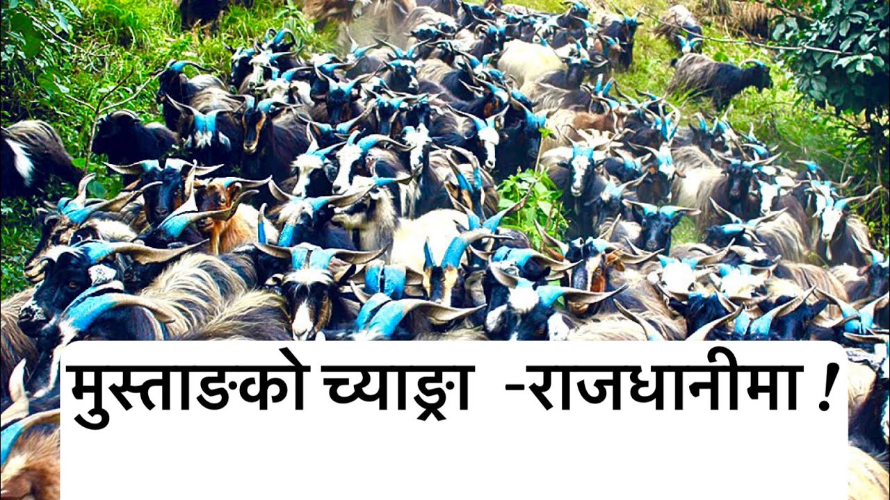 मुस्ताङ्गको च्यांग्रा राजधानीमा ! Dashain 2076 ! Khasi Bazar Kalanki ...