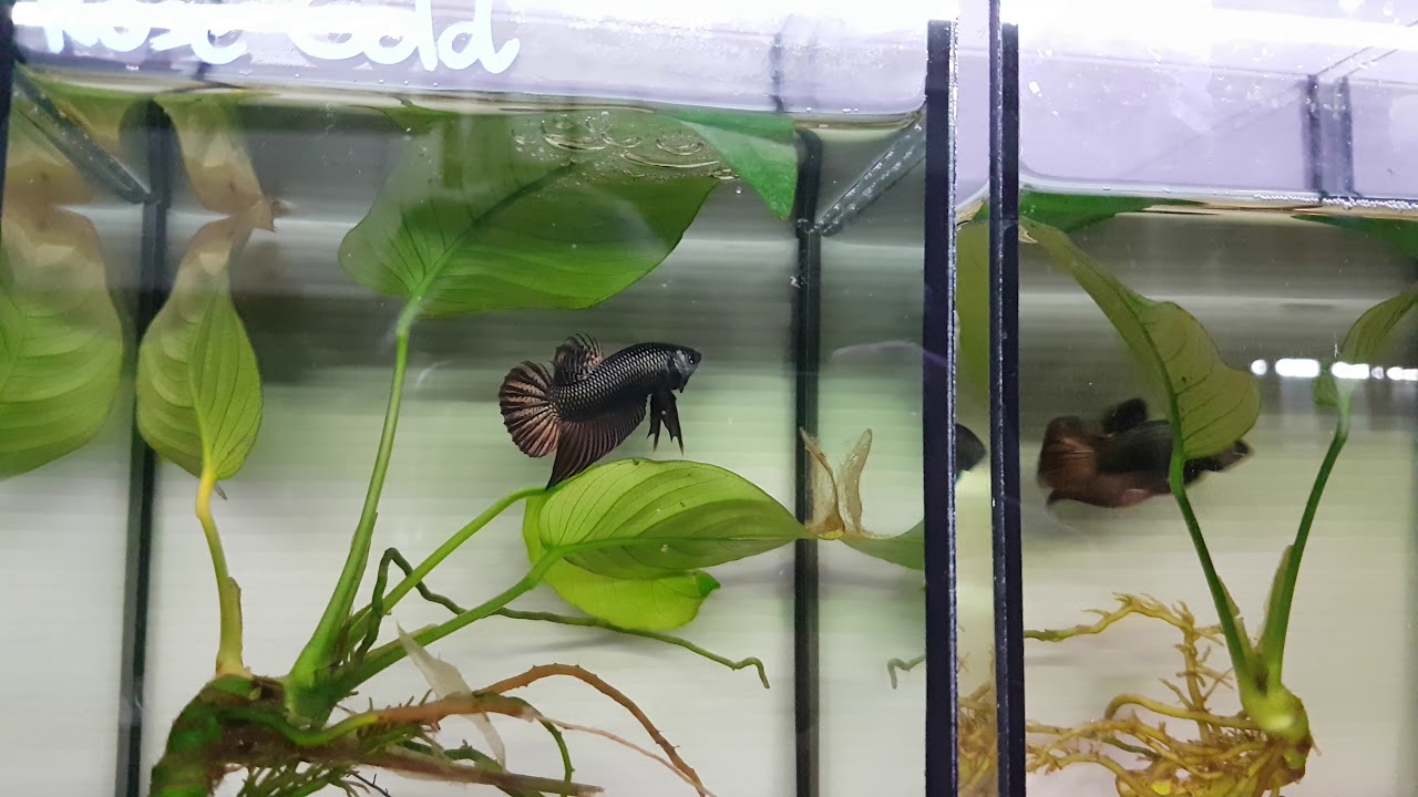 Wild Type Male Betta "Copper Alien Rose Gold Dark Color" from Thailand ...