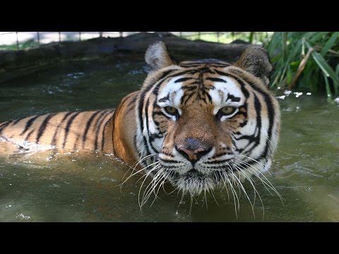 Global Tiger Day:  Meet Our Tiger Residents