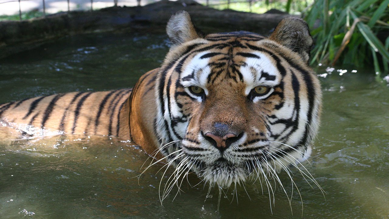 Global Tiger Day: Meet Our Tiger Residents - YouTube