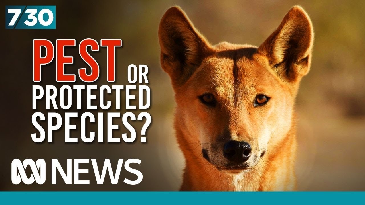 The fight to save the dingo is being supported by Indigenous farmers ...