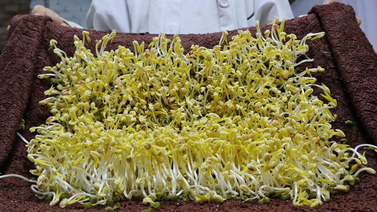 Tips Make bean sprouts with towels without watering | White, chubby ...