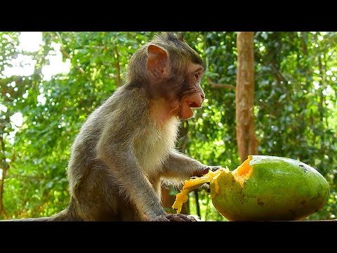 Wow Anissa gets a big mango 🥭 to eat, she is eating alone,