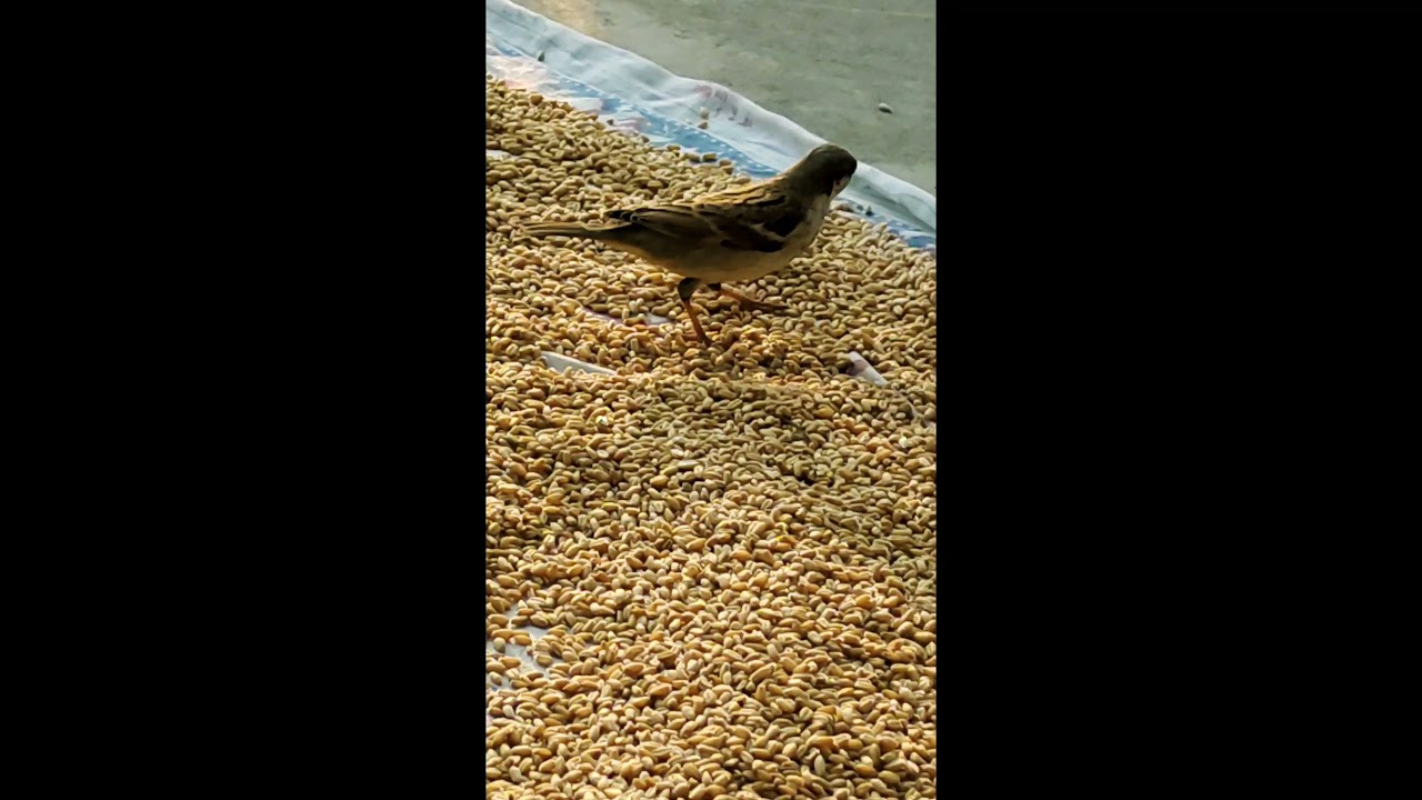 Sparrow eating wheat|| Bird 🐦🐦 sparrow eating wheat🌾 || @short @Kashmir ...