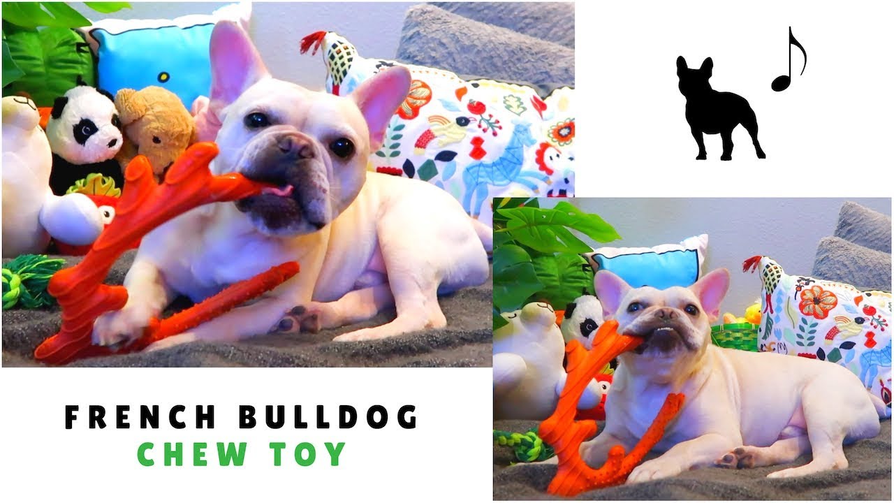 French Bulldog Chew Toy and Chill | Frenchie Trekker TV - YouTube